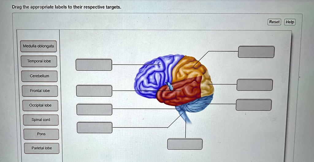 Drag the appropriate labels to their respective targets. Medulla ...