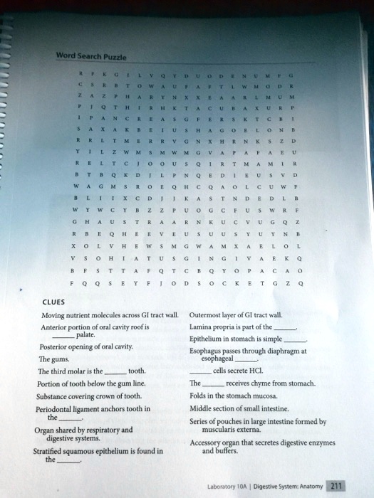 Word Search Puzzle CLUES Moving nutrient molecules across GI tract wall ...