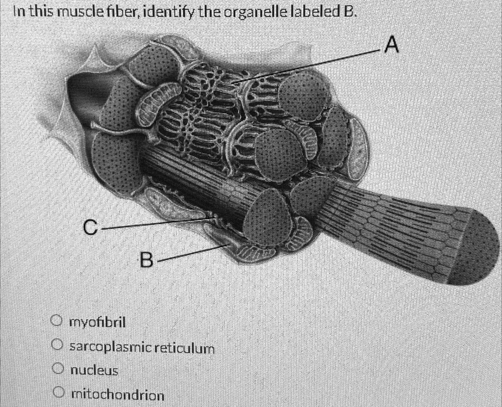 in this muscle fiber identify the organelle labeled b myofibril ...