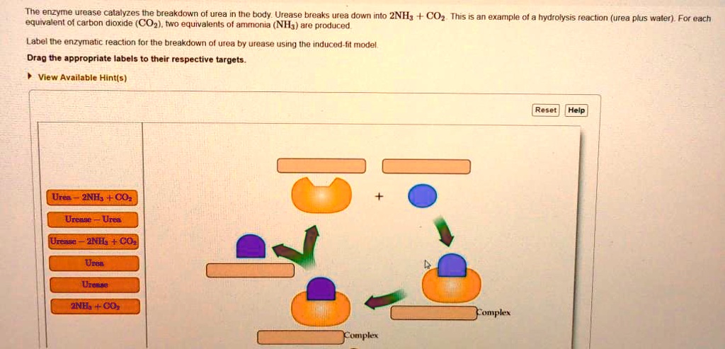The enzyme urease catalyzes the breakdown of urea in the body. Urease ...
