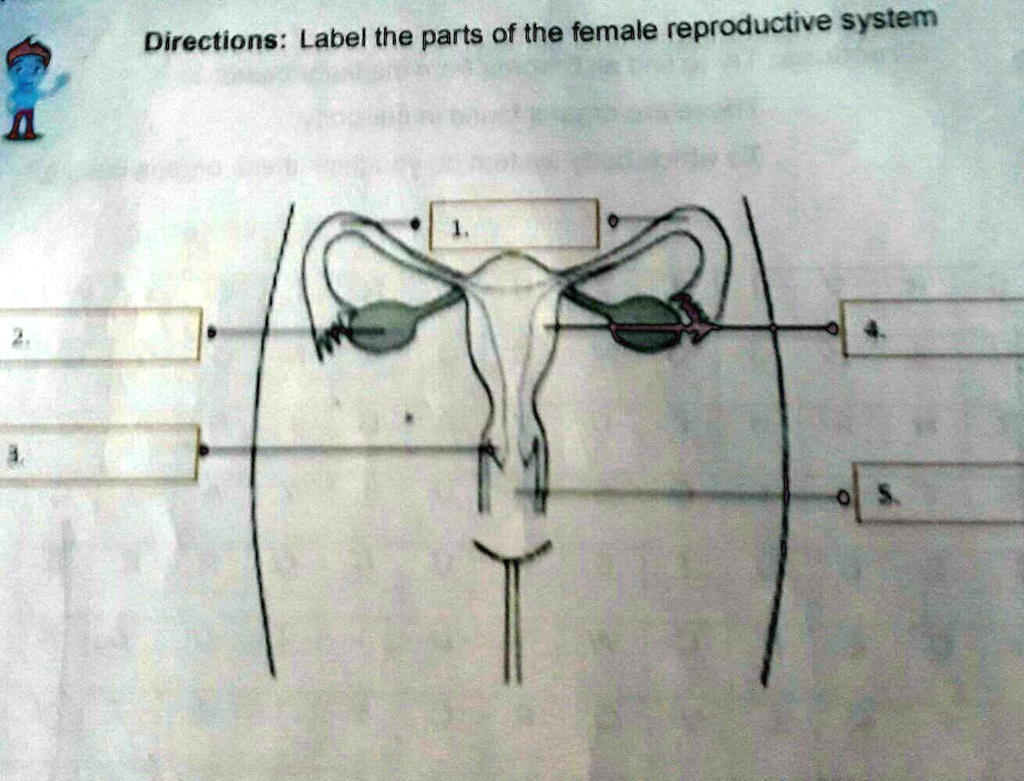 Directions: Label the parts of the female reproductive system