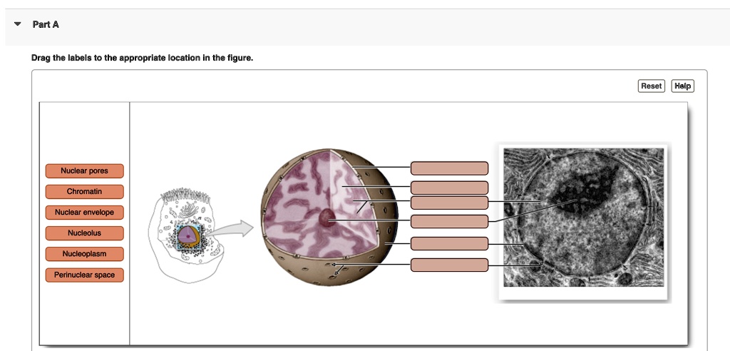 Part A Drag the labels to the appropriate location in the figure ...
