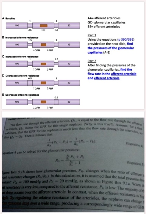 SOLVED: Baxcllnc My afferent arterioles GC = glomerular capillaries EE = efferent arterioles ...