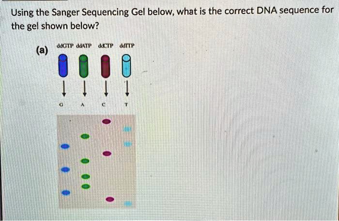 SOLVED: Using the Sanger Sequencing Gel below, what is the correct DNA ...