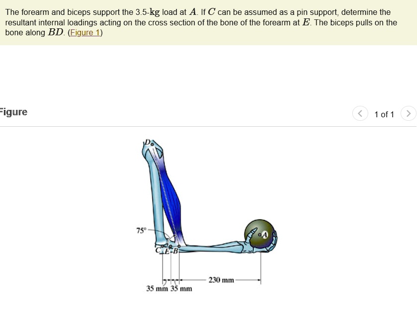 the forearm and biceps support the 35 kg load at a if c can be assumed ...