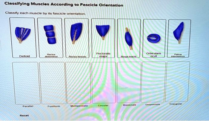 SOLVED: Classifying Muscles According to Fascicle Orientation ...