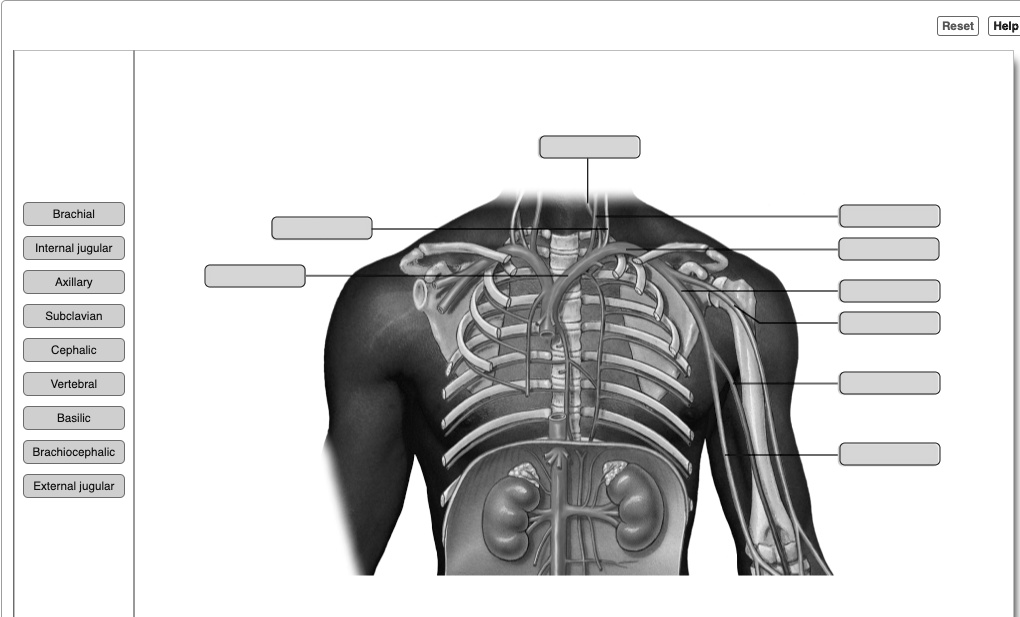 SOLVED: Help please Reset Help Brachial Internal jugular Axillary ...