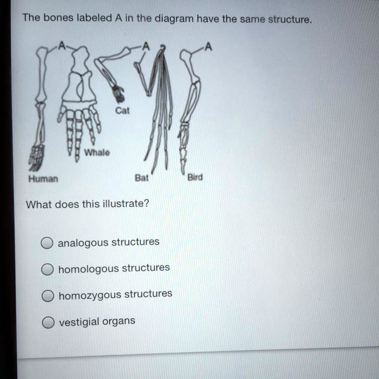 The bones labeled A in the diagram have the same structure. Cat Whale Human Bat Bird What does ...