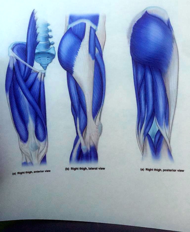 Help me label: b) Right thigh, lateral view a) Right thigh, posterior ...