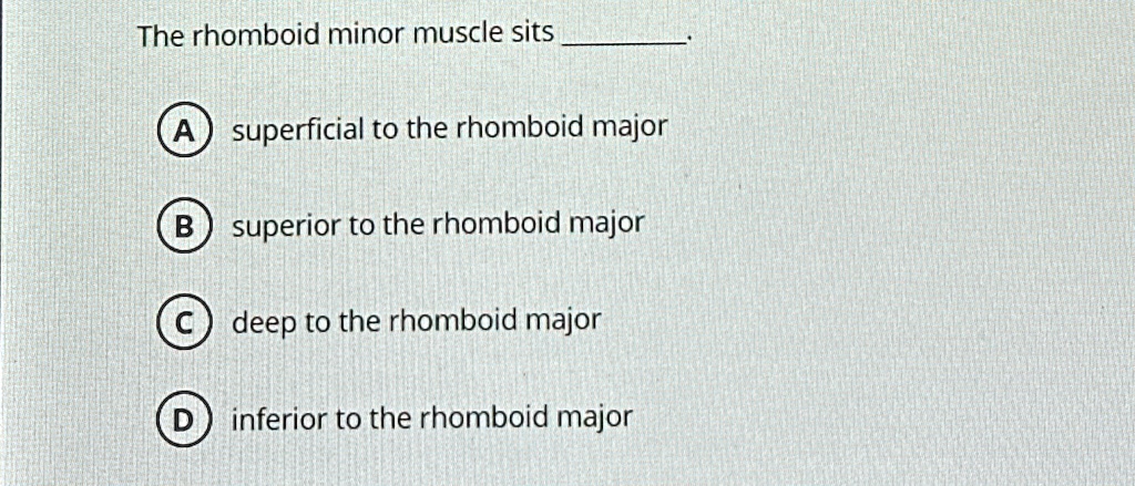 The rhomboid minor muscle sits (A) superficial to the rhomboid major (B ...