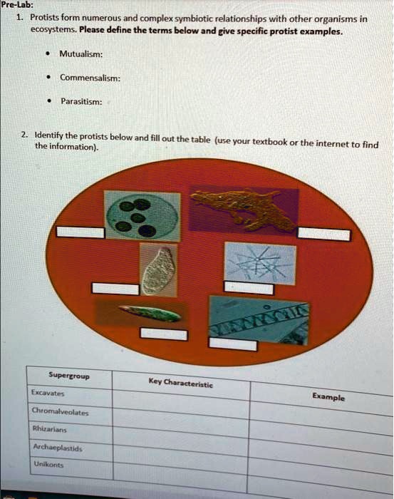 Examples Of Commensalism Mutualism And Parasitism