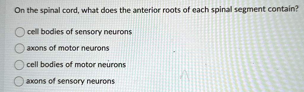 on the spinal cord what does the anterior roots of each spinal segment ...
