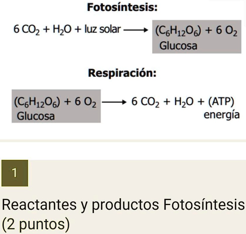 SOLVED: Reactantes y productos Fotosíntesis ? Fotosíntesis: 6 CO2 + H2O ...