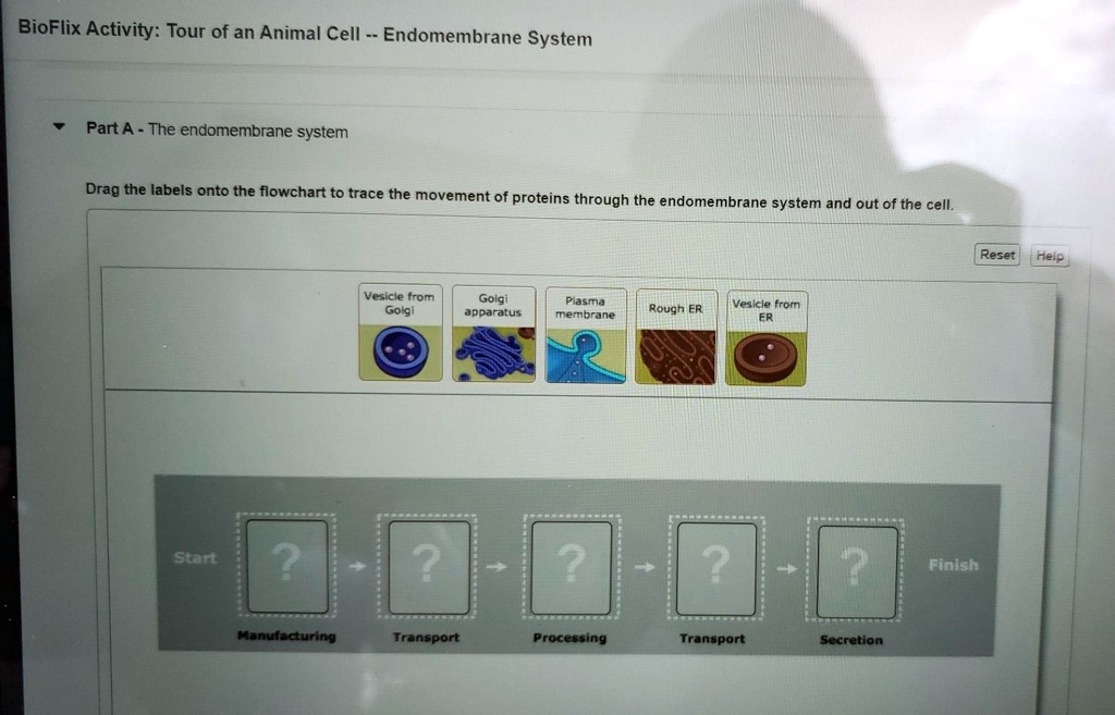 SOLVED: BioFlix Activity: Tour of an Animal Cell Endomembrane System ...