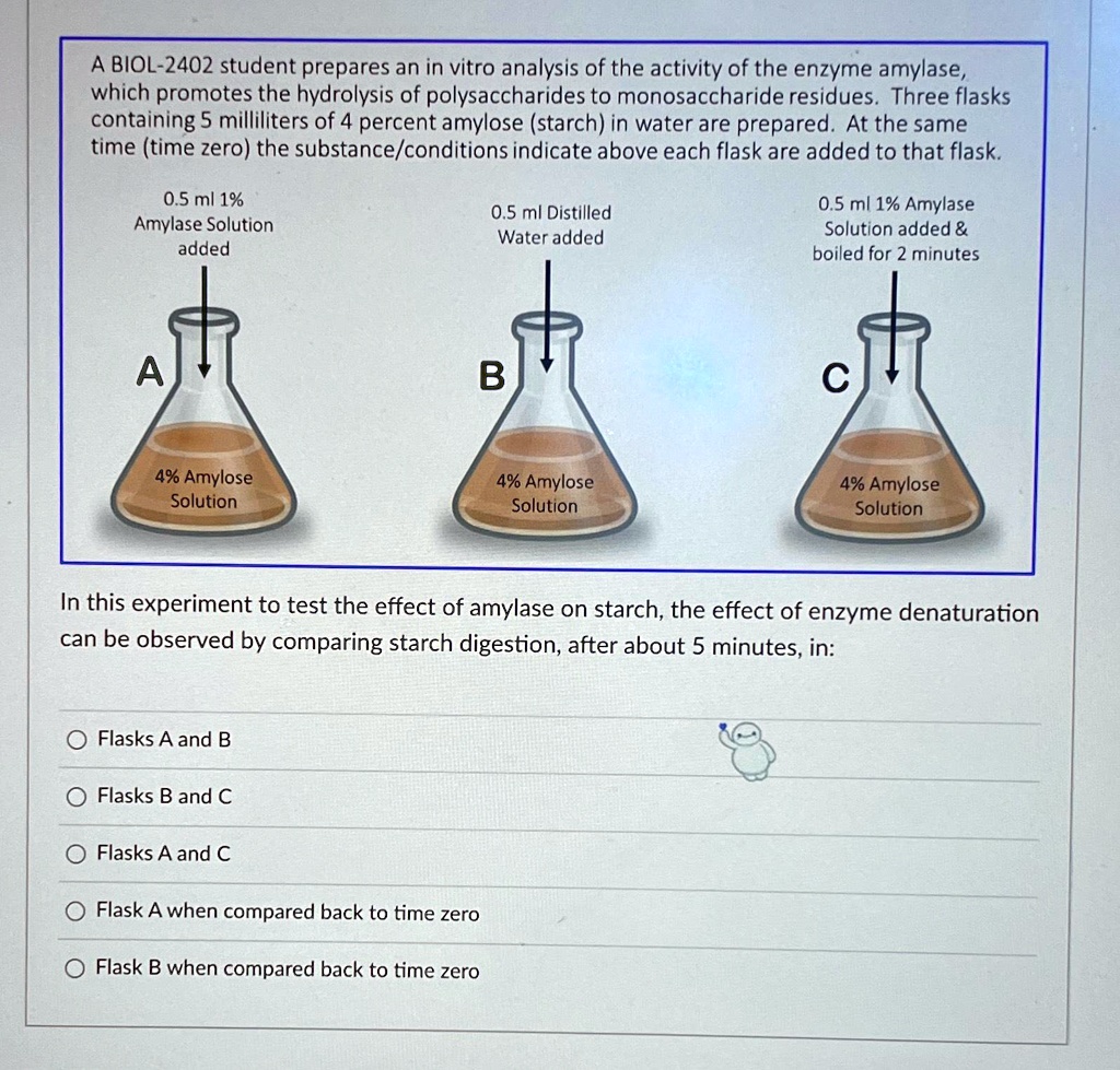 A BIOL-2402 student prepares an in vitro analysis of the activity of ...