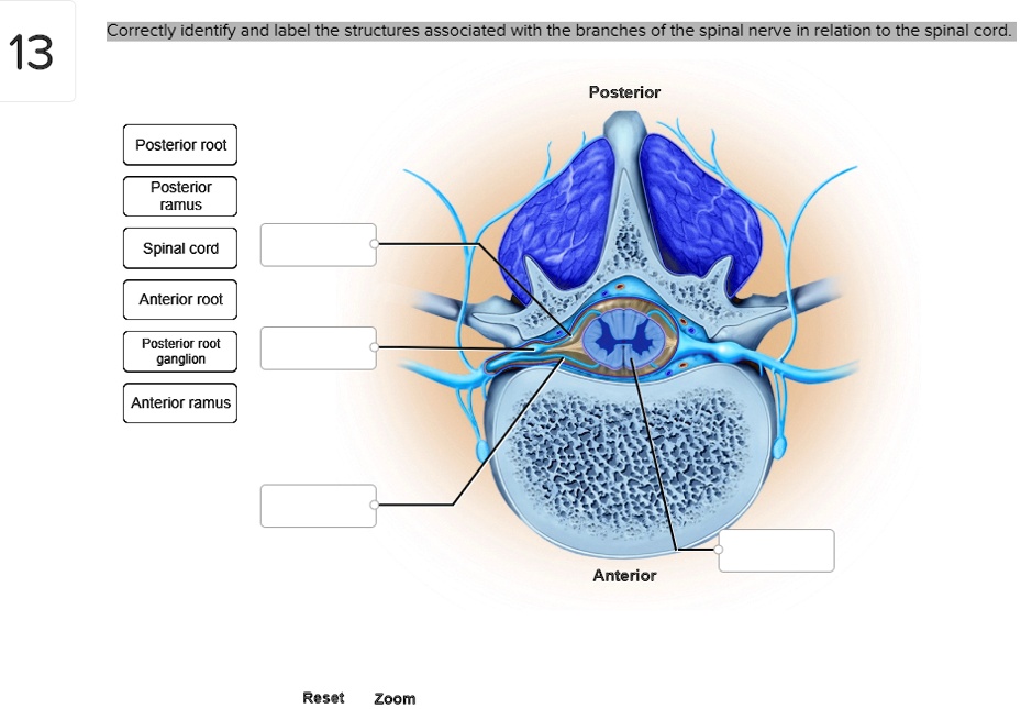 13 Correctly identify and label the structures associated with the ...