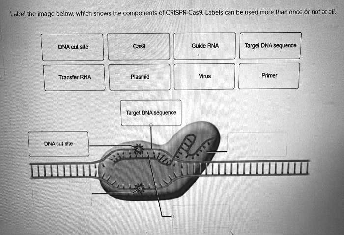 label the image below which shows the components of crispr cas9 labels can be used more than ...