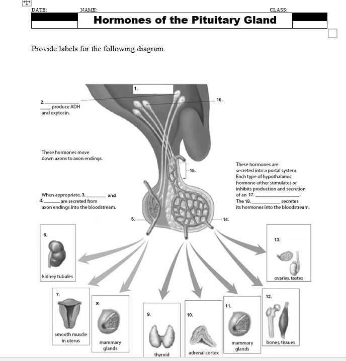 DATE: NAME: CLASS: Hormones of the Pituitary Gland Provide labels for ...