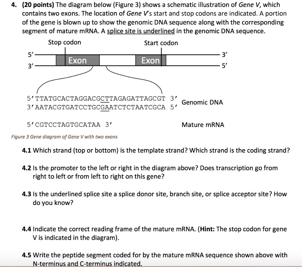 SOLVED: The diagram below (Figure 3) shows a schematic illustration of ...