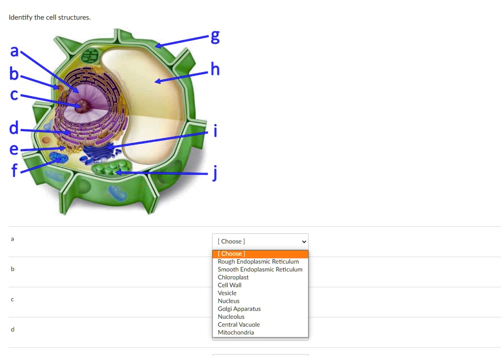 Identify the cell structures: a b d - e f Choose: Choose Rough Endoplasmic Reticulum, Smooth ...