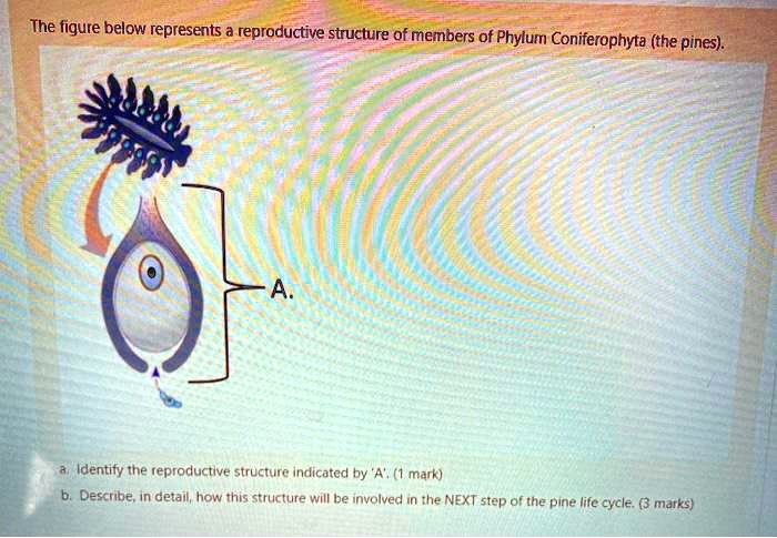SOLVED: The figure below represents the reproductive structure of ...