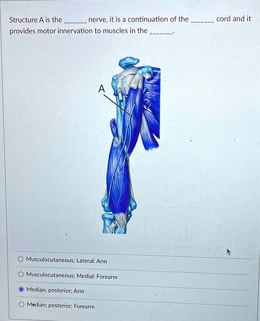Structure A is the nerve, it is a continuation of the cord and it ...