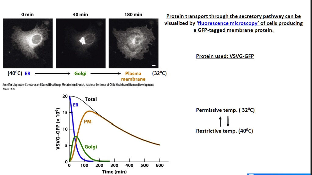 SOLVED: In Lecture-3, Fig 14.2b, why does the blue line (which shows ...