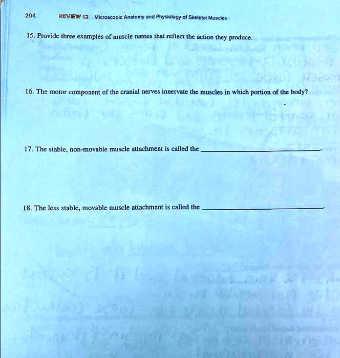204 REVIEW 12 Microscopic Anatomy and Physiology of Skeletal Muscles 15 ...
