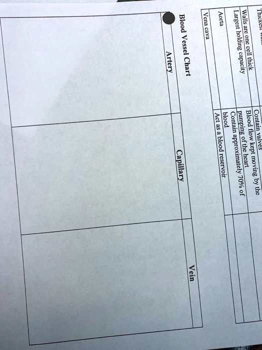 Vena cava Aorta Blood Vessel Chart Largest holding capacity Walls are ...
