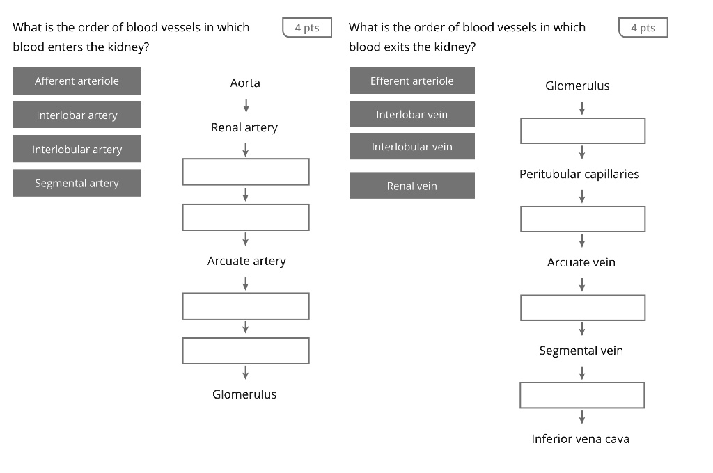 What is the order of blood vessels in which blood enters the kidney? 4 ...