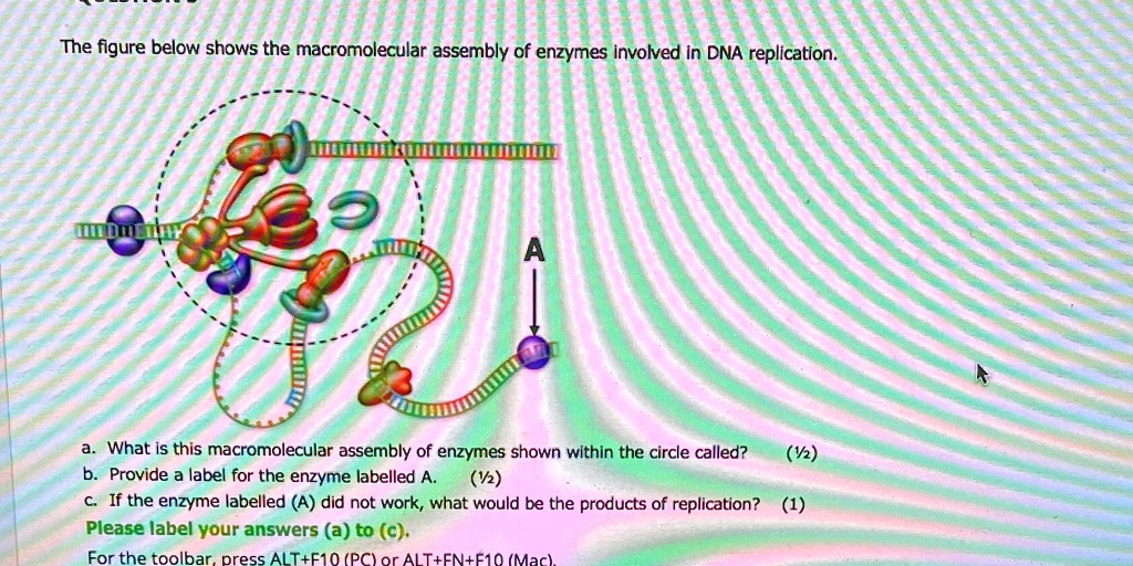The figure below shows the macromolecular assembly of enzymes involved ...