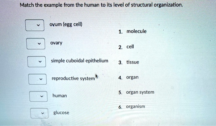 match the example from the human to its level of structural ...