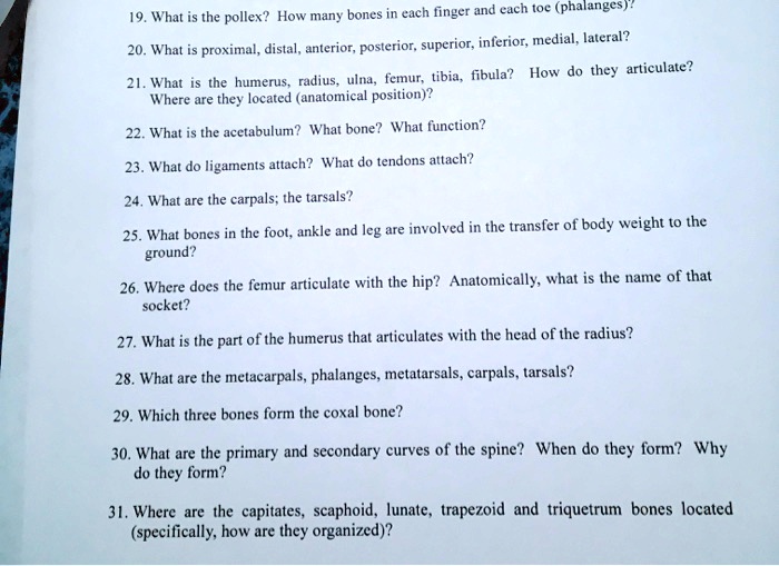 SOLVED: 19. What is the pollex? How many bones are in each finger and ...