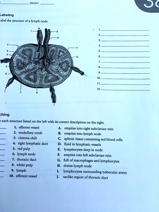 Section Labeling abel the structure of a lymph node. 1. 9 10 2. 3. 4 ...