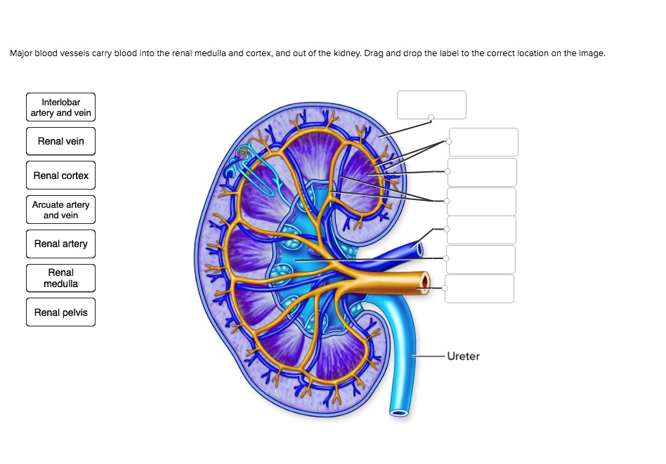 Major blood vessels carry blood into the renal medulla and cortex, and ...