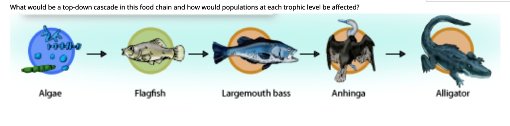SOLVED: What would be the top-down cascade in this food chain, and how ...