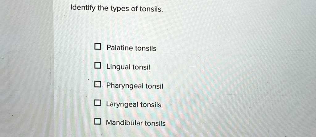 Identify the types of tonsils. Palatine tonsils Lingual tonsil Pharyngeal tonsil Laryngeal ...