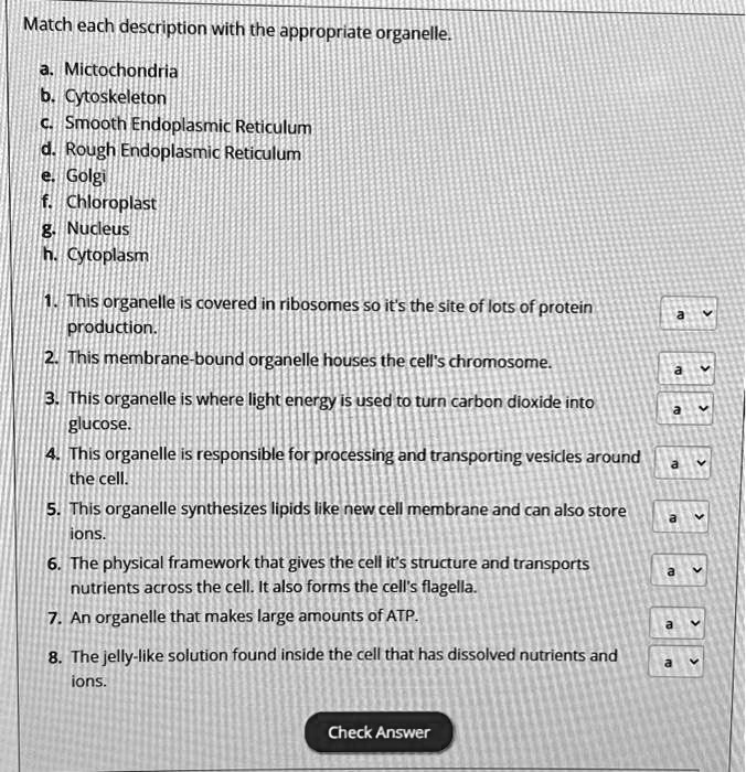 SOLVED: Match each description with the appropriate organelle: Mictochondria Cytoskeleton Smooth ...