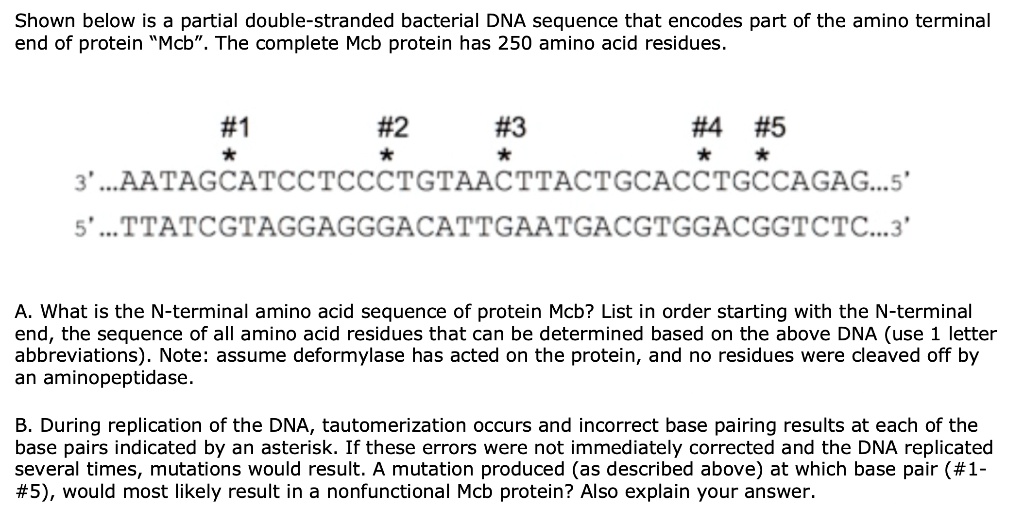 SOLVED: Shown below is a partial double-stranded bacterial DNA sequence ...