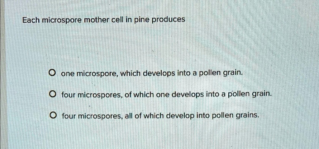 SOLVED: Each microspore mother cell in pine produces one microspore ...