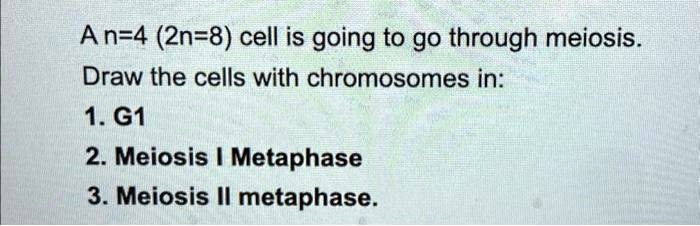 SOLVED: A n=4 (2n=8) cell is going to go through meiosis Draw the cells ...