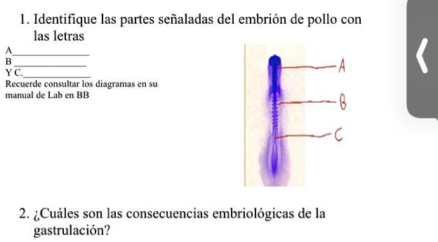 1. Identifique las partes señaladas del embrión de pollo con las letras ...