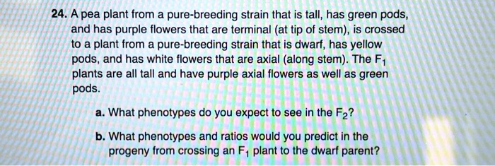 24 apea plant from a pure breeding strain that is tall has green pods ...