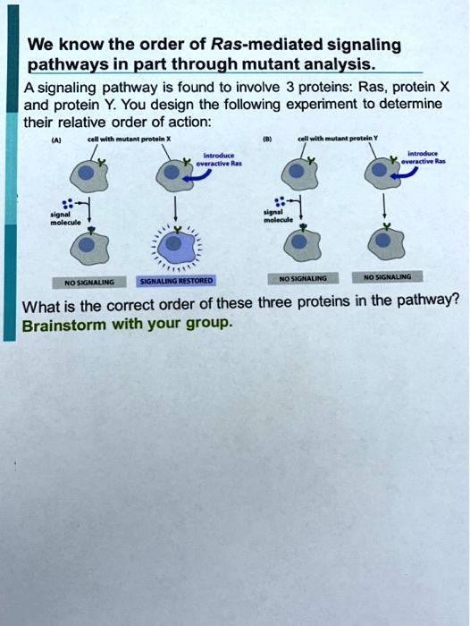 We know the order of Ras-mediated signaling pathways in part through ...