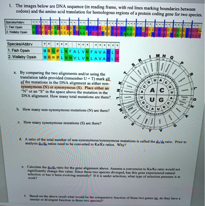 The images below are DNA sequences (in reading frame, with red lines ...