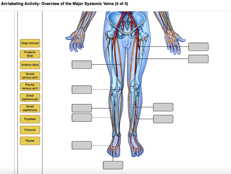 SOLVED: Art-labeling Activity: Overview of the Major Systemic Veins (4 ... SOLVED: Art-labeling Activity: Overview of the Major Systemic Veins (4 ...