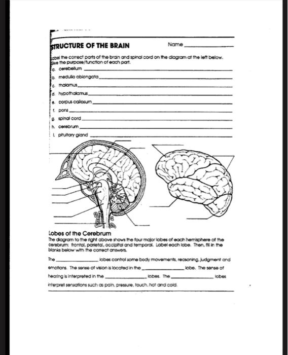 SOLVED: STRUCTURE OF THE BRAIN Name the correct parts of the brain and spinal cord on the ...