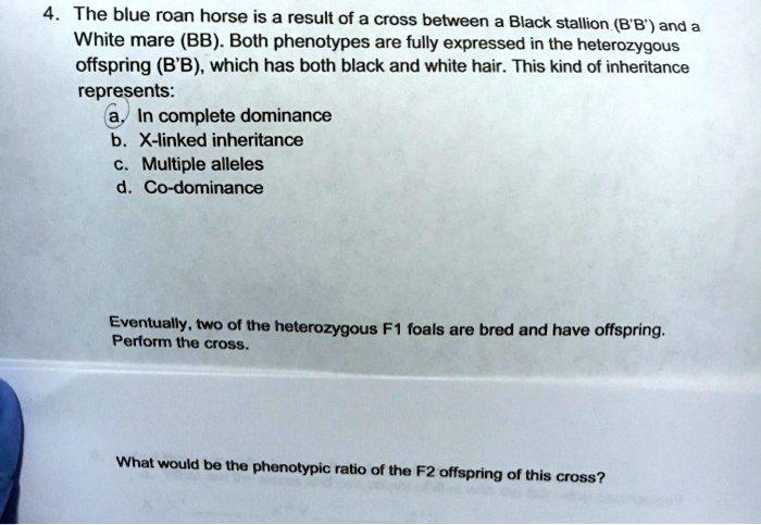 The blue roan horse is a result of a cross between a black...