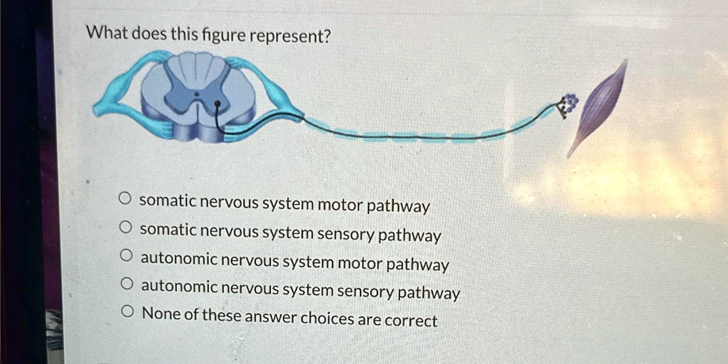 What does this figure represent? ? somatic nervous system motor pathway ...