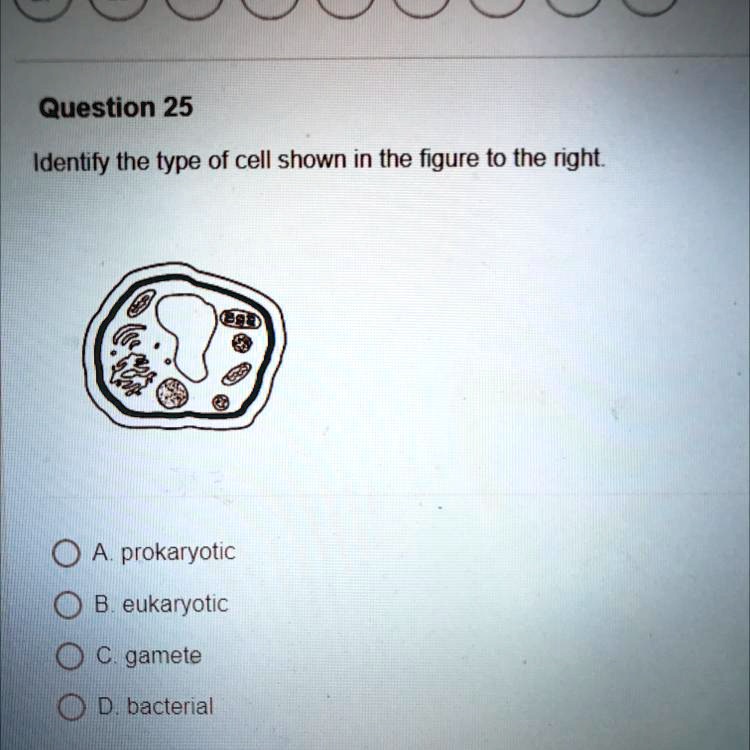 SOLVED: 'ᴘʟᴢ ʜᴇʟᴘ!!! ᴡɪʟʟ ɴᴀᴍᴇ ʙʀᴀɪɴʟɪᴇsᴛ!!! Question 25 Identify the type of cell shown in the ...